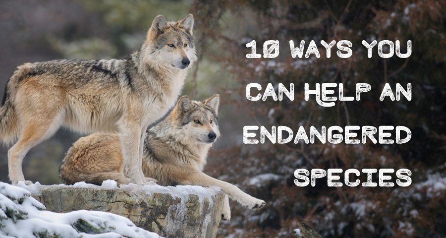 Ten Ways You Can Help an Endangered Species - North Atlantic Books